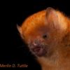 The Hala Bala Bat Hall of Fame - Merlin Tuttle's Bat Conservation