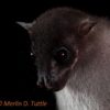 The Hala Bala Bat Hall of Fame - Merlin Tuttle's Bat Conservation