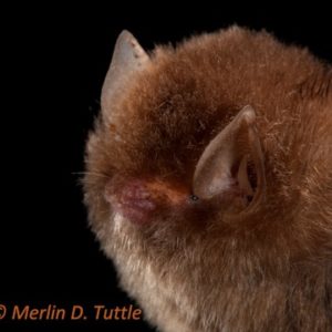 The Hala Bala Bat Hall of Fame - Merlin Tuttle's Bat Conservation
