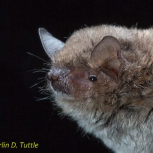 Portraits: Bats of Bulgaria - Merlin Tuttle's Bat Conservation
