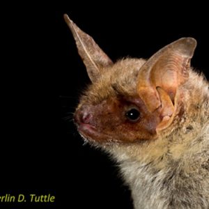 Portraits: Bats of Bulgaria - Merlin Tuttle's Bat Conservation