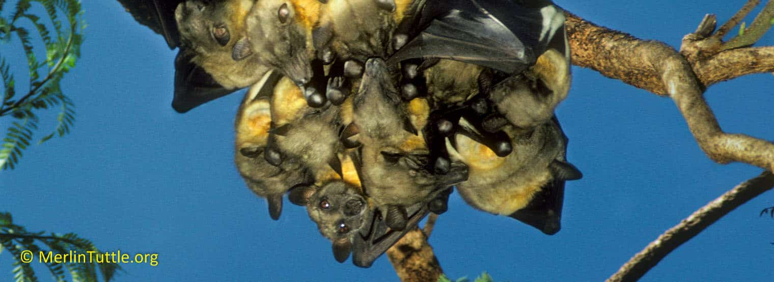Ebola: Bats Prematurely Blamed - Merlin Tuttle's Bat Conservation