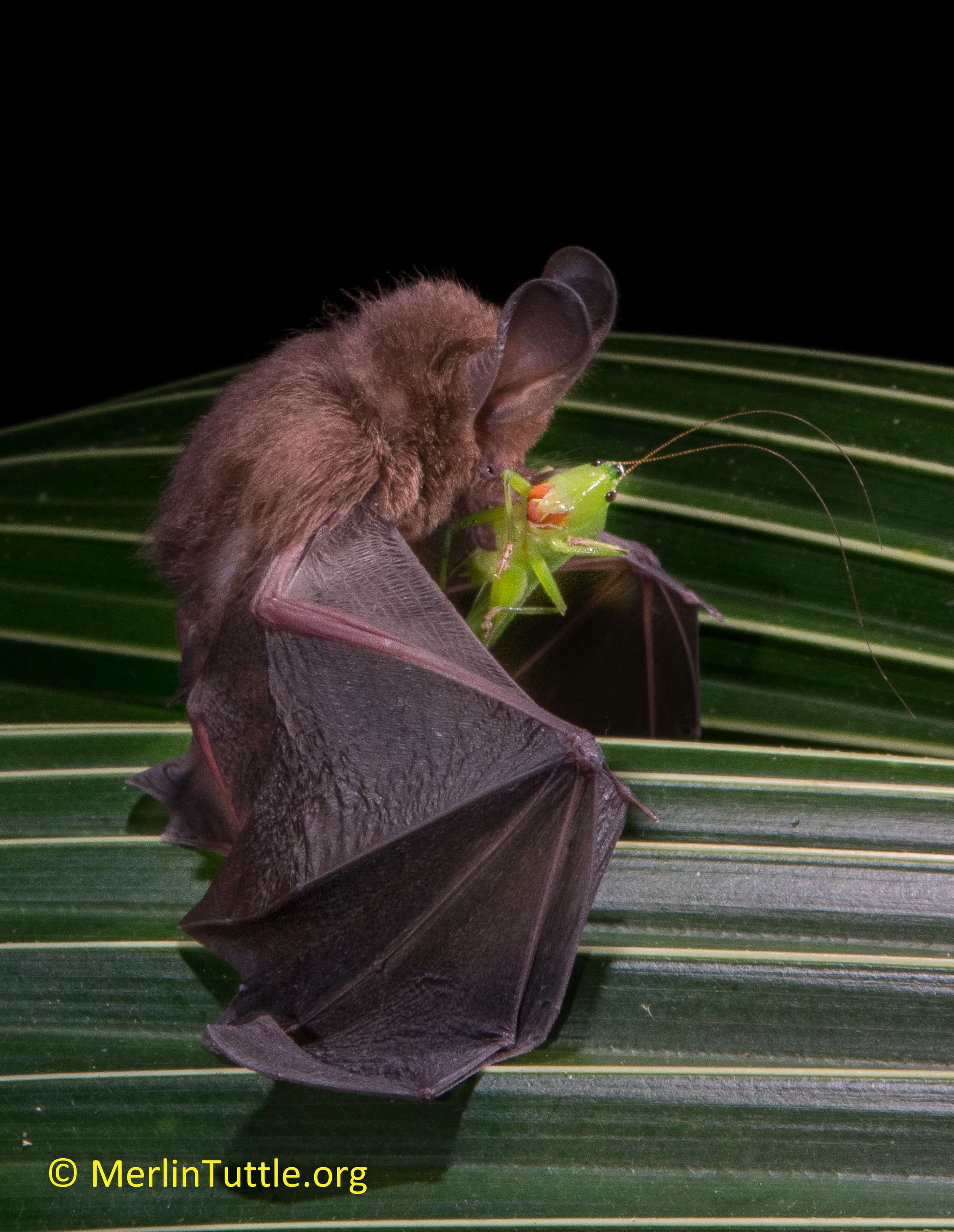 Action Shots from Trinidad - Merlin Tuttle's Bat Conservation
