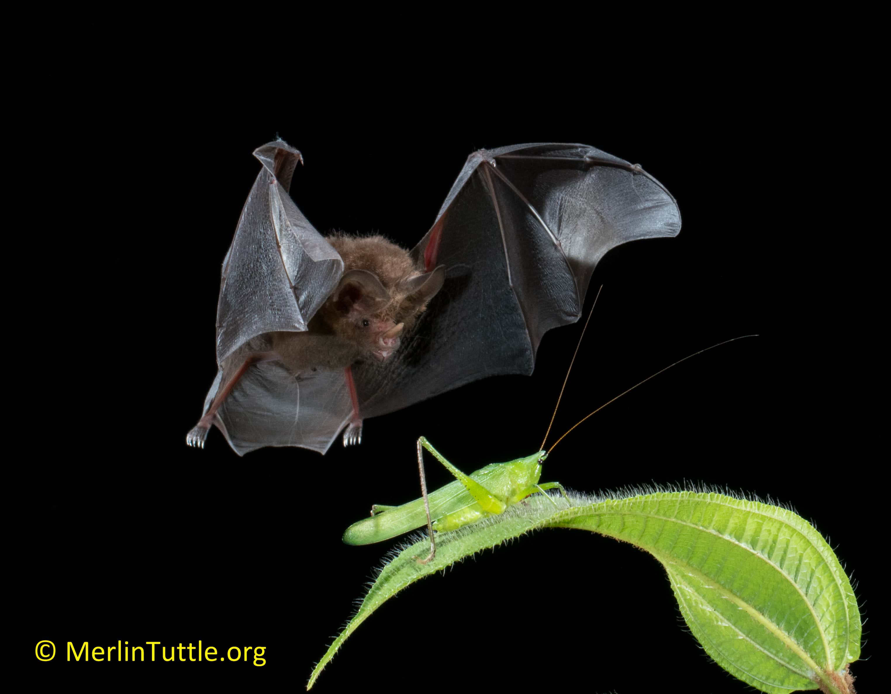Action Shots from Trinidad - Merlin Tuttle's Bat Conservation