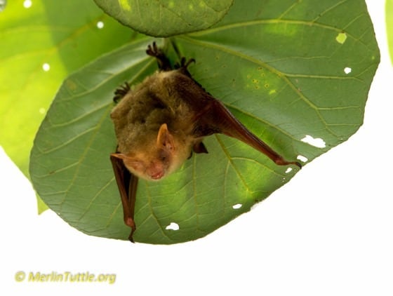 Formosan Golden Bats' Home to Taiwan's National Museum of Natural ...