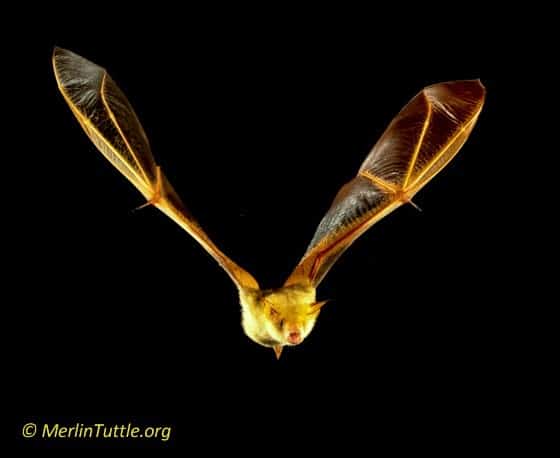 Formosan Golden Bats' Home to Taiwan's National Museum of Natural ...