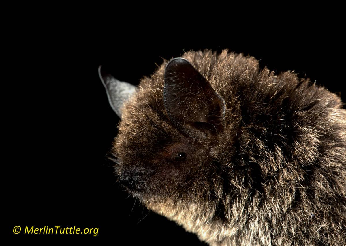 Mission Accomplished in Taiwan - Merlin Tuttle's Bat Conservation