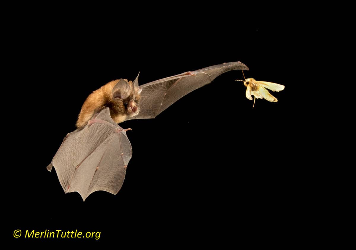 Mission Accomplished in Taiwan - Merlin Tuttle's Bat Conservation