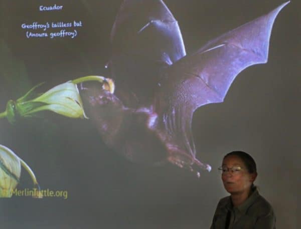 The Power of Bat Photos - Merlin Tuttle's Bat Conservation
