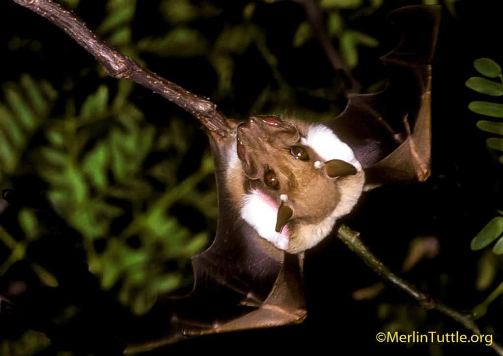 How I Photograph Bats - Merlin Tuttle's Bat Conservation