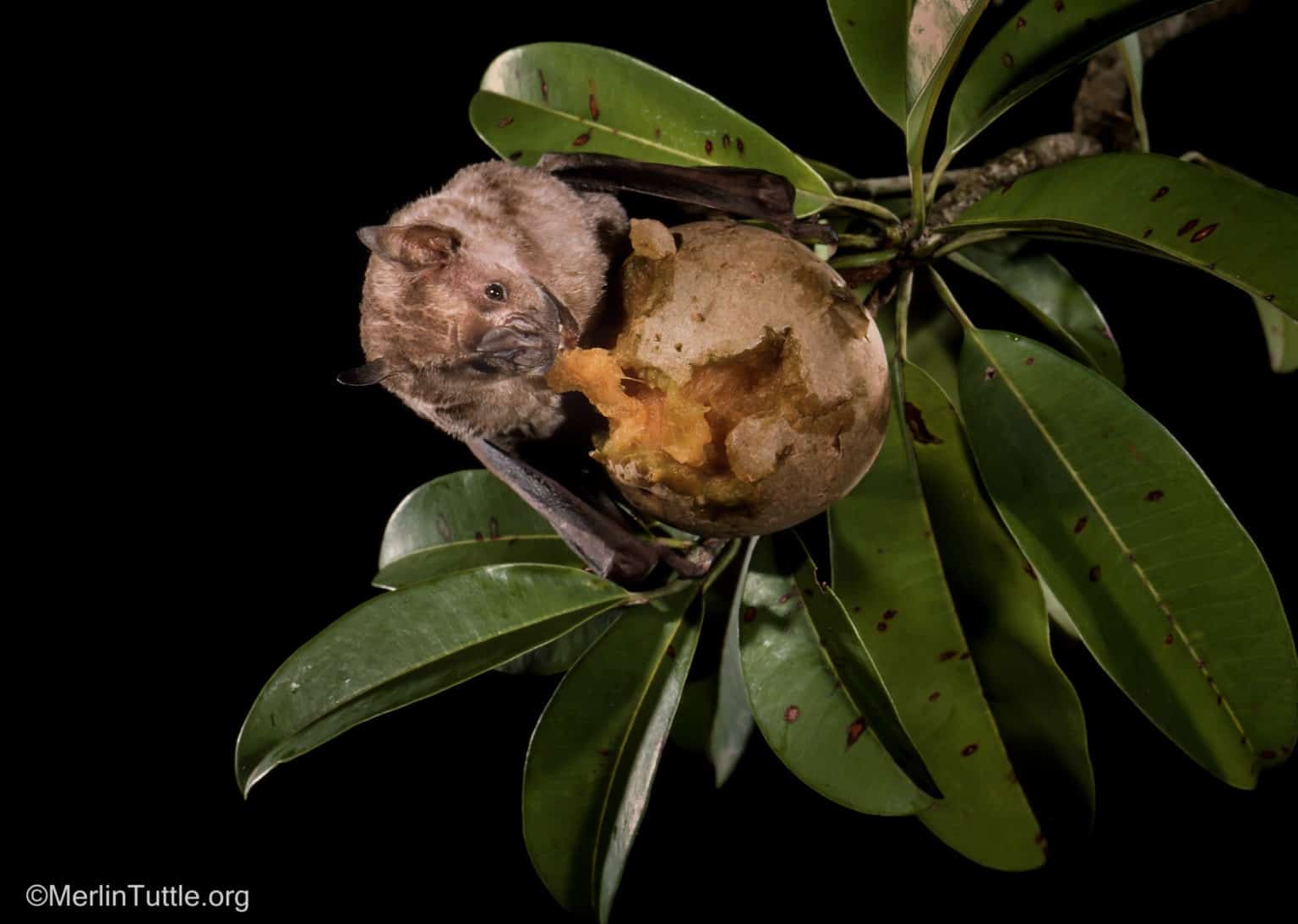 Bats and Chewing Gum - Merlin Tuttle's Bat Conservation
