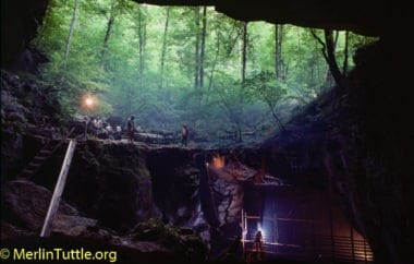 Finding, Protecting, and Restoring America’s Historic Bat Caves ...