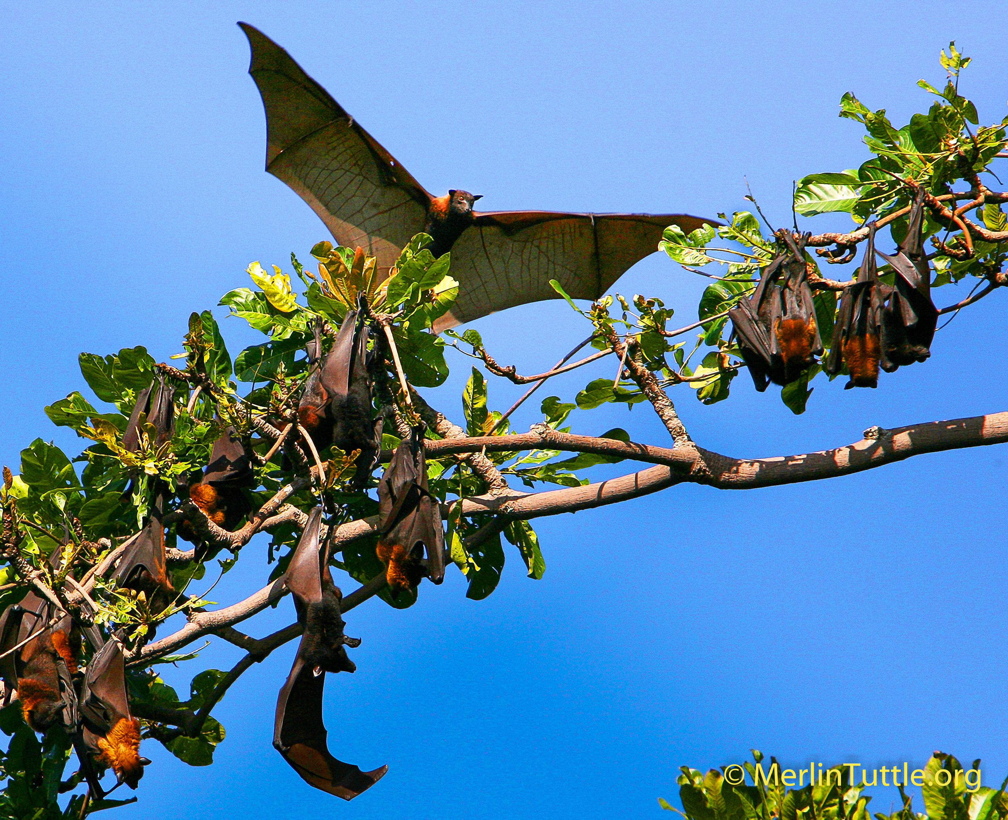Education is Key to Flying Fox Survival - Merlin Tuttle's Bat Conservation