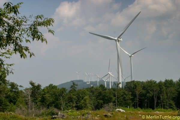 Wildlife and Wind Farms: Conflicts and Solutions Book Review - Merlin ...