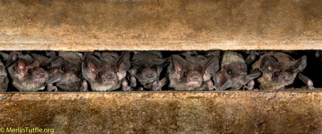 Bats in Buildings - Merlin Tuttle's Bat Conservation