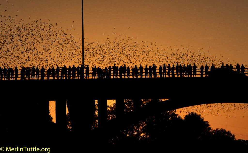 Bats in Buildings - Merlin Tuttle's Bat Conservation