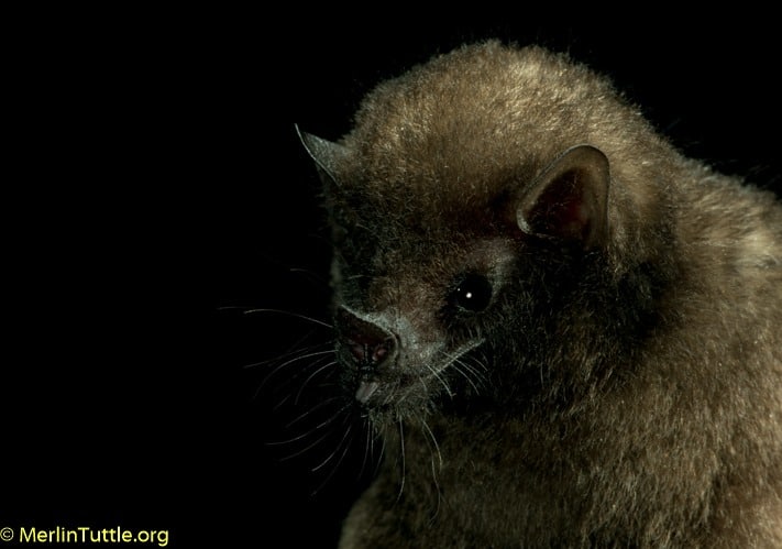Bats from Cocobolo - Merlin Tuttle's Bat Conservation