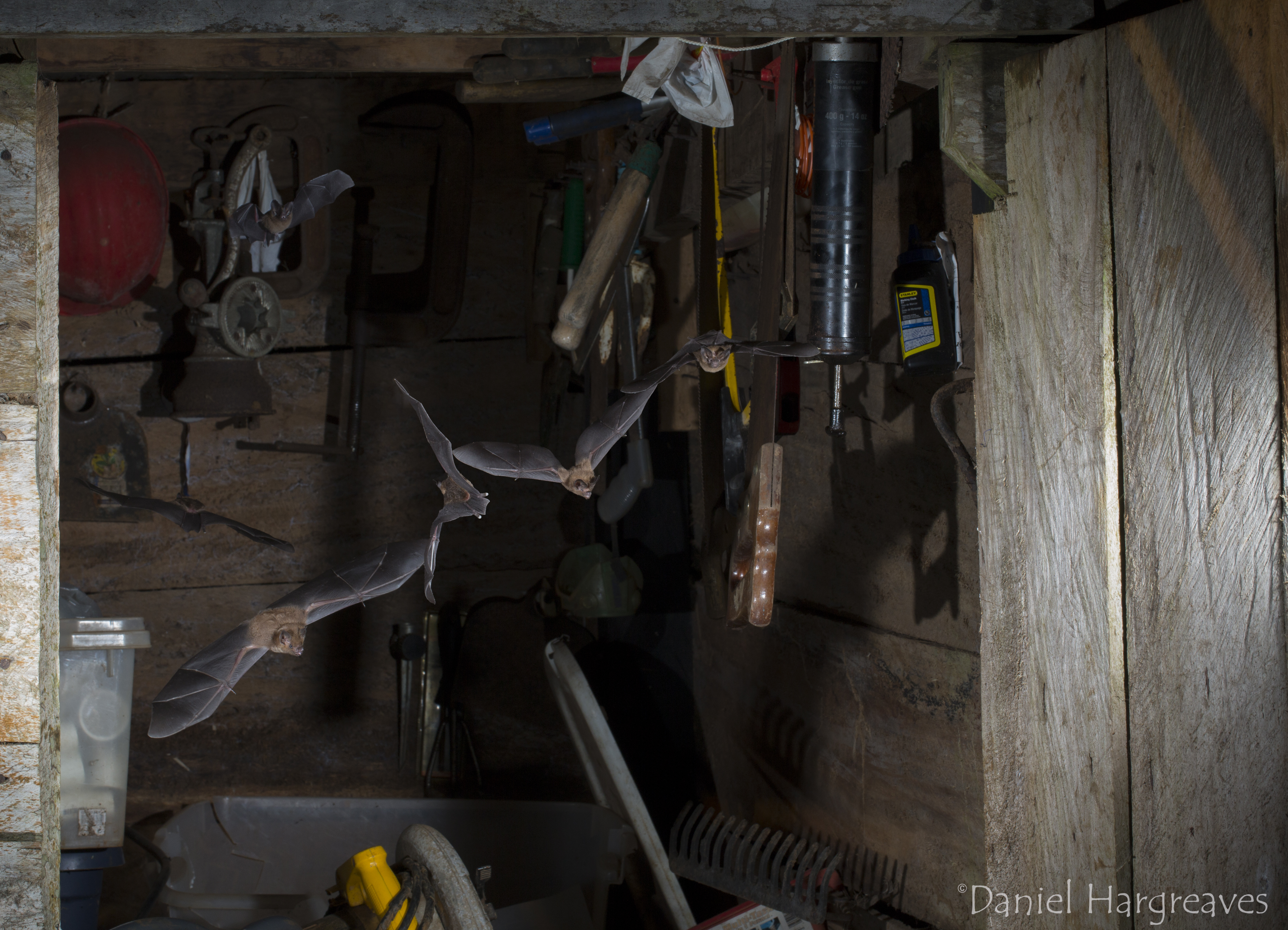 More Bats from Cocobolo - Merlin Tuttle's Bat Conservation