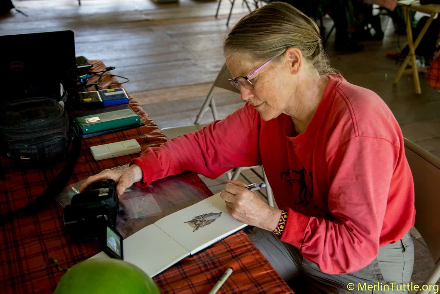 Success in Panama! - Merlin Tuttle's Bat Conservation