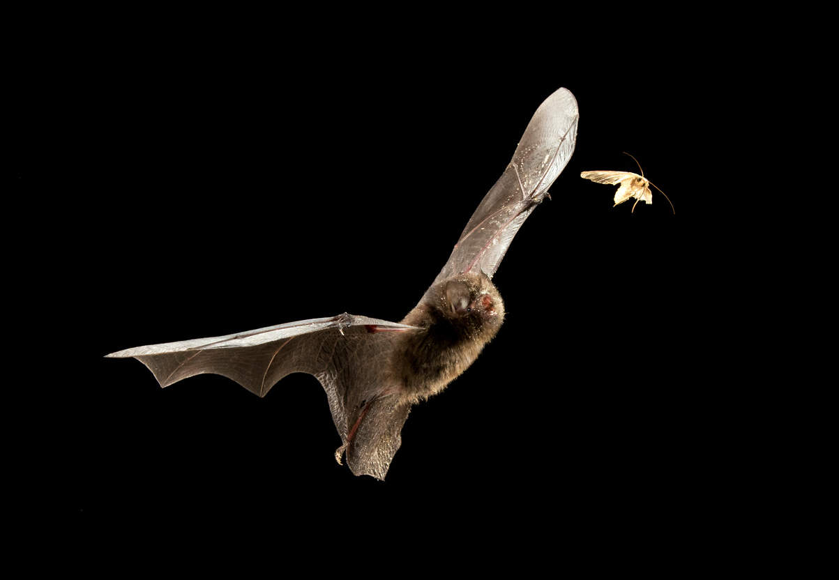 Essential Bat Values - Merlin Tuttle's Bat Conservation