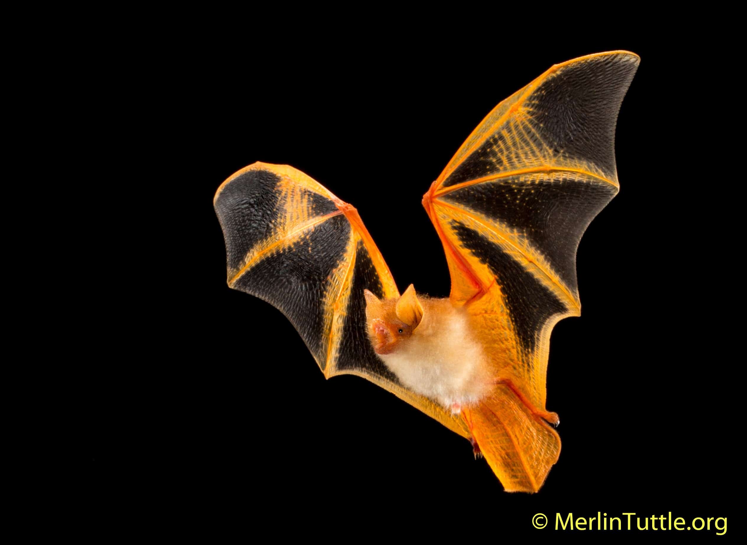 Fun Bat Facts - Merlin Tuttle's Bat Conservation