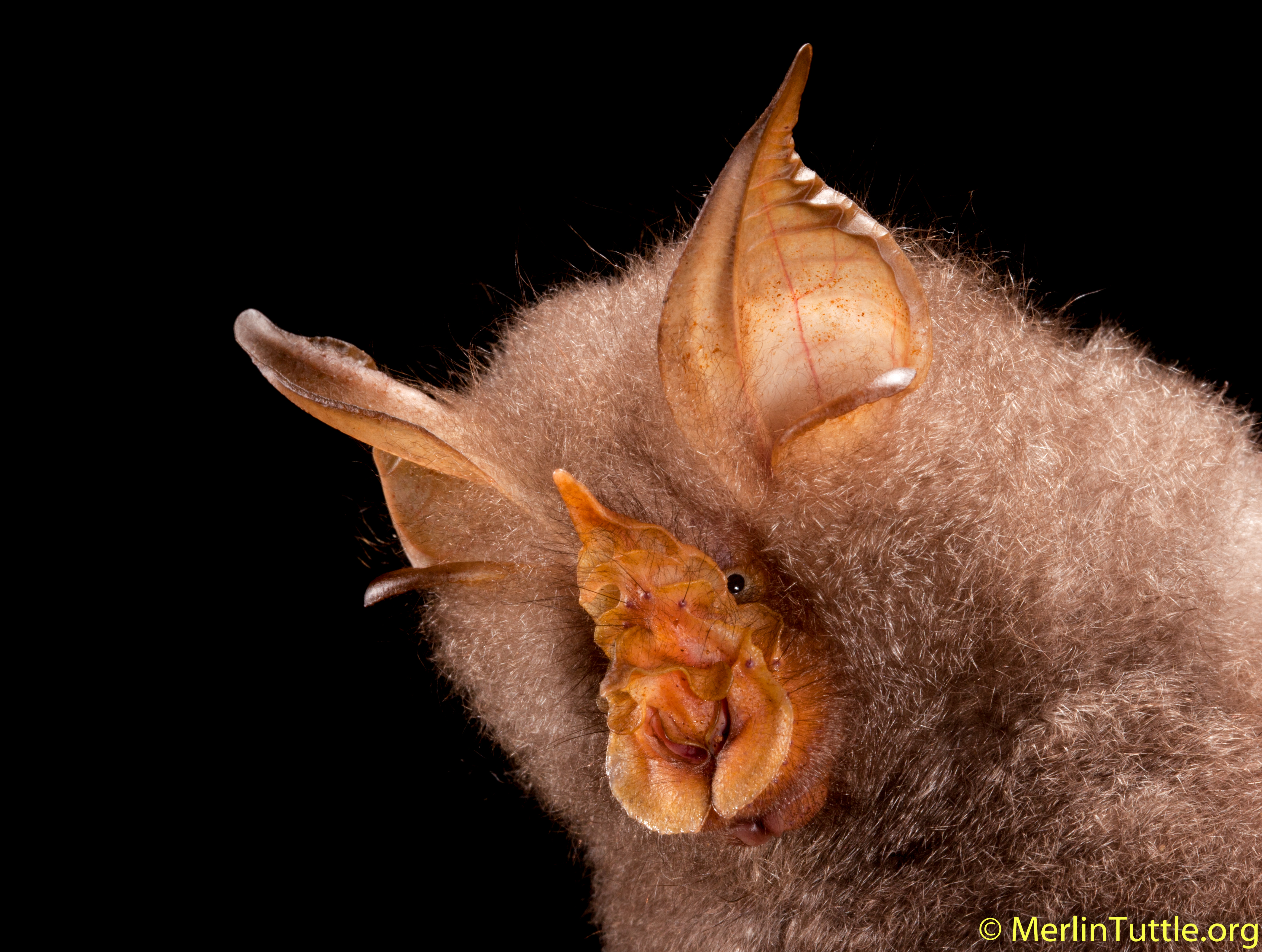 Bats and Chocolate Production - Merlin Tuttle's Bat Conservation