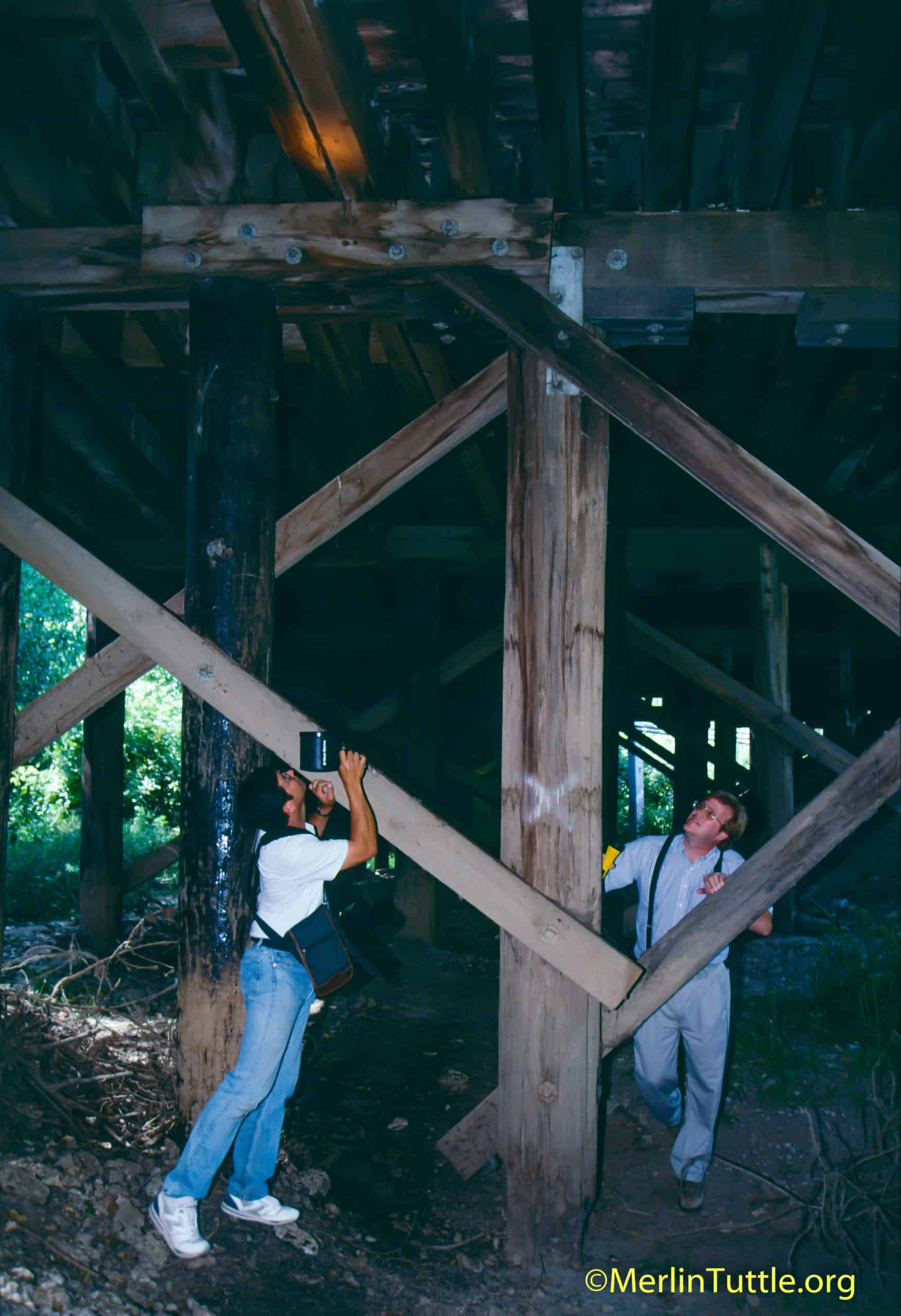 Bat-Friendly Bridges Help Farmers - Merlin Tuttle's Bat Conservation