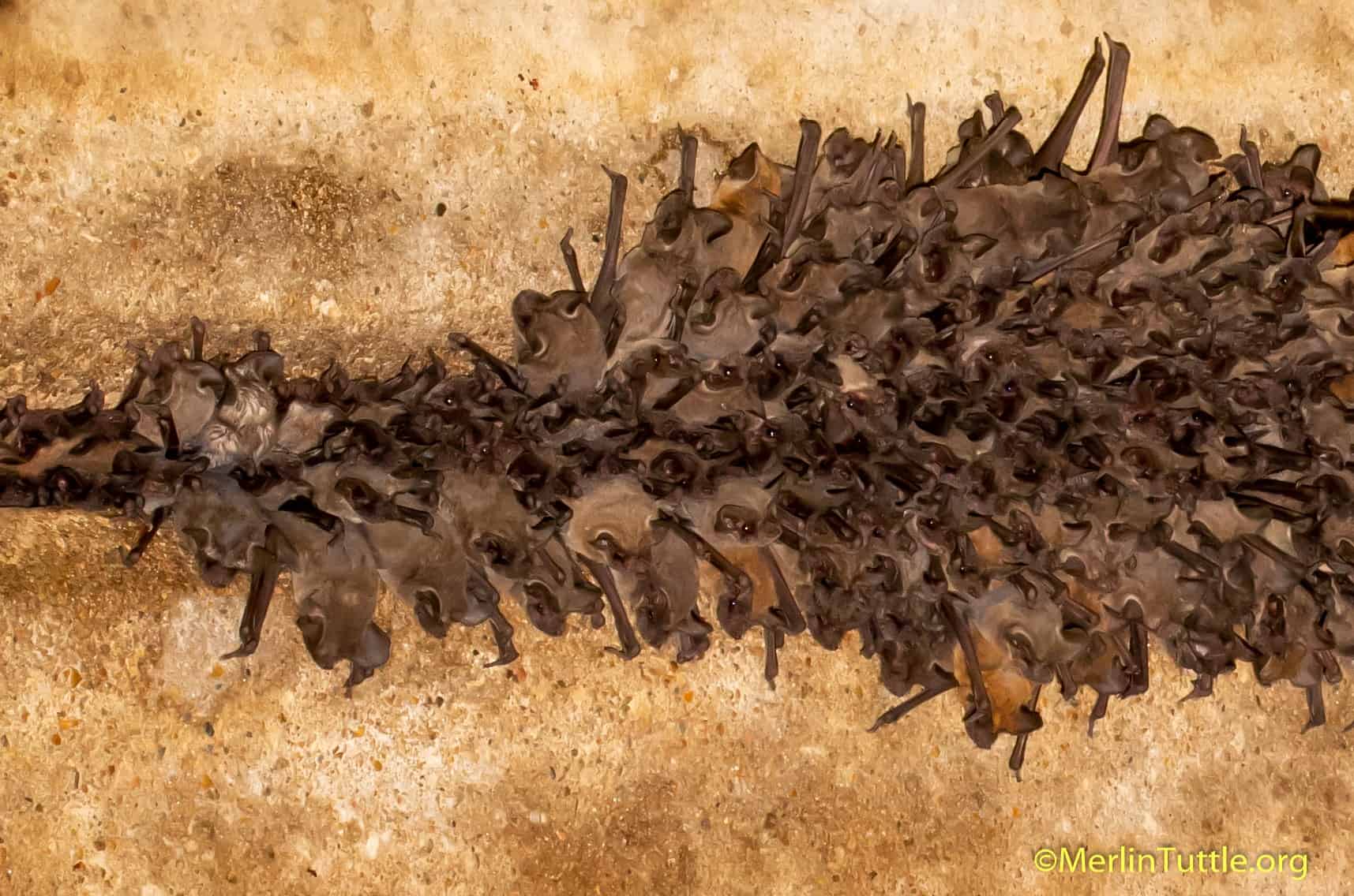 Bat-Friendly Bridges Help Farmers - Merlin Tuttle's Bat Conservation