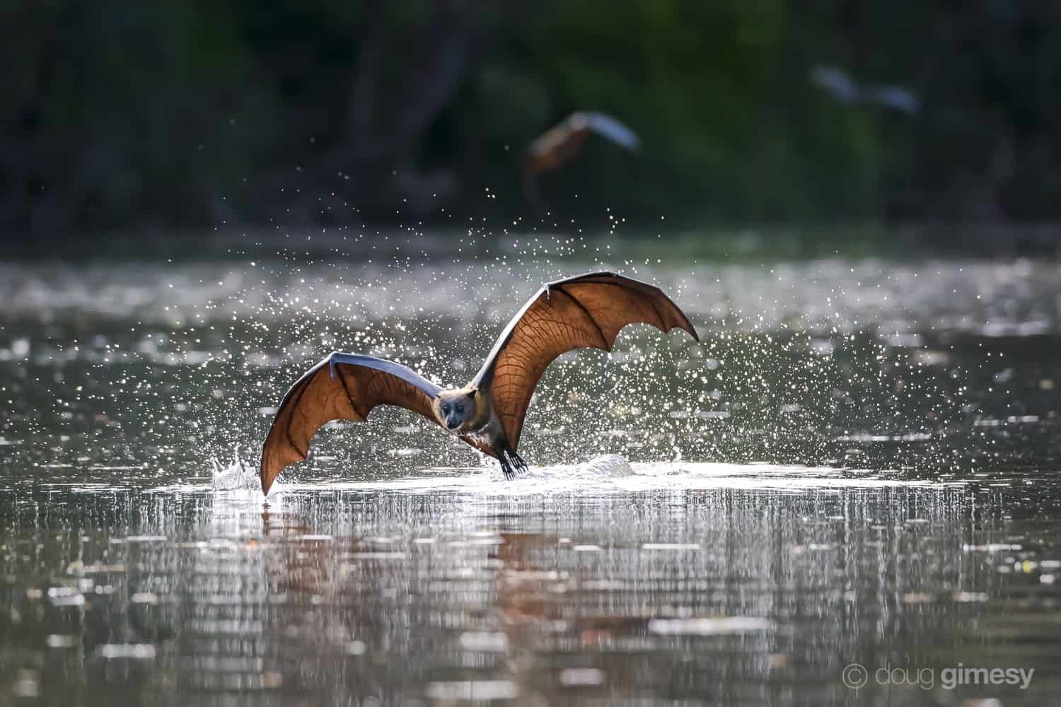 Renowned Photographer Aids Australia’s Flying Foxes - Merlin Tuttle's ...