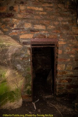 A Model Example of Bat Recovery Potential - Merlin Tuttle's Bat ...