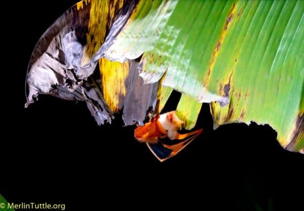 Thai Adventures Part 1: Painted Bats - Merlin Tuttle's Bat Conservation