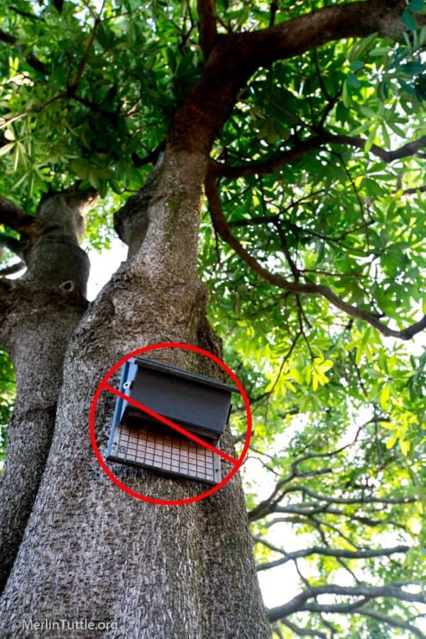 Improving Bat Houses in America: Nearly 40 Years of Progress and Still ...