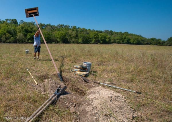 Improving Bat Houses in America: Nearly 40 Years of Progress and Still ...