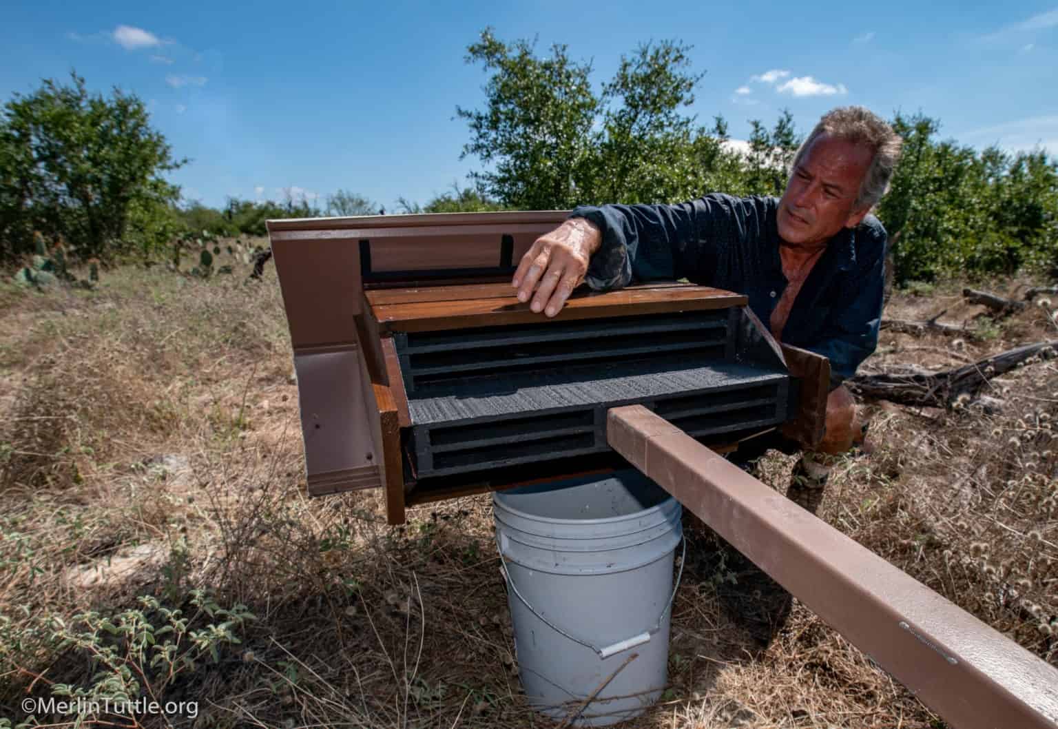 Improving Bat Houses in America: Nearly 40 Years of Progress and Still ...