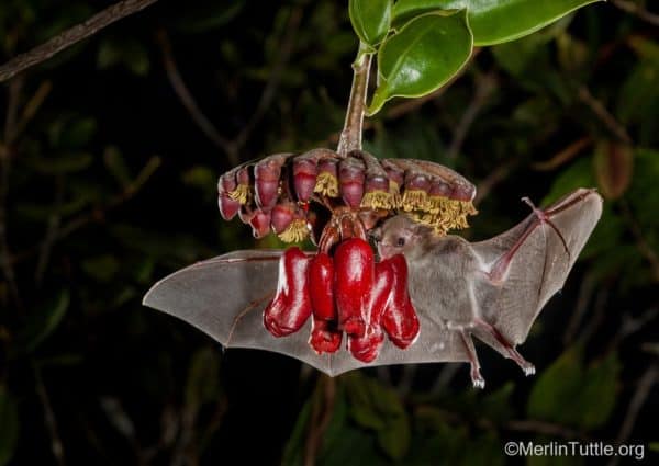 Floral Adaptations to Bats May Guide Our Future - Merlin Tuttle's Bat Conservation