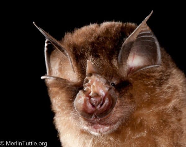 Bat Flash: Where Did COVID-19 Really Come From? - Merlin Tuttle's Bat ...