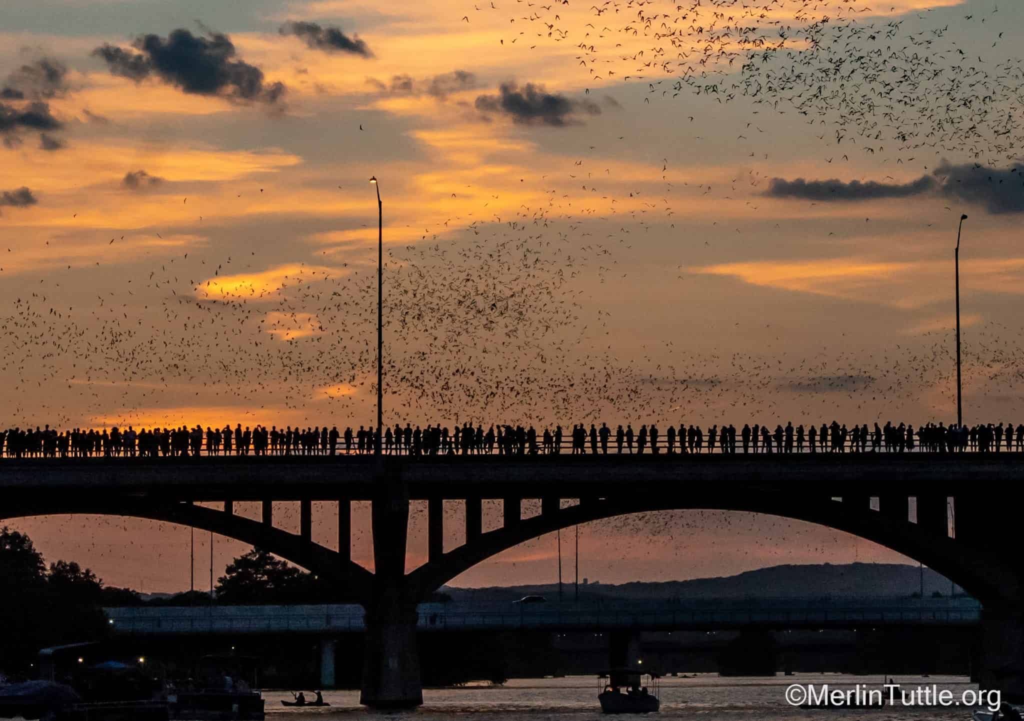 Bat Flash: Help John Oliver Put Bats in Perspective - Merlin Tuttle's ...