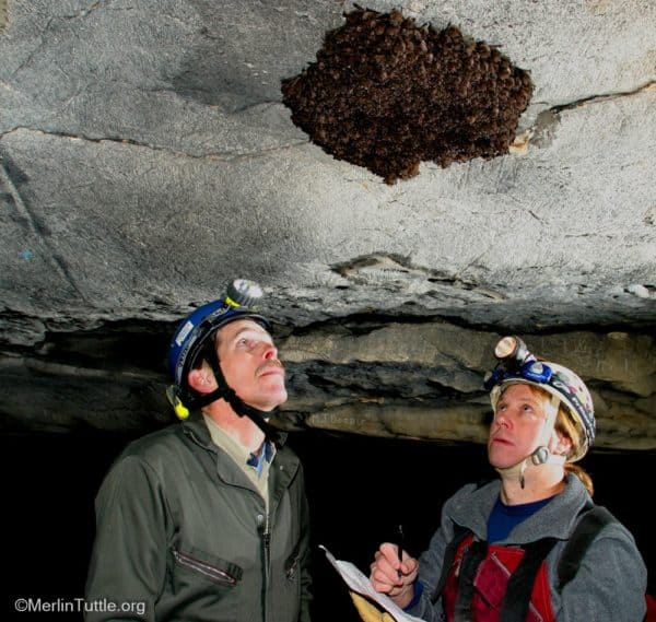 Saving Bats One Cave and Mine at a Time - Merlin Tuttle's Bat Conservation