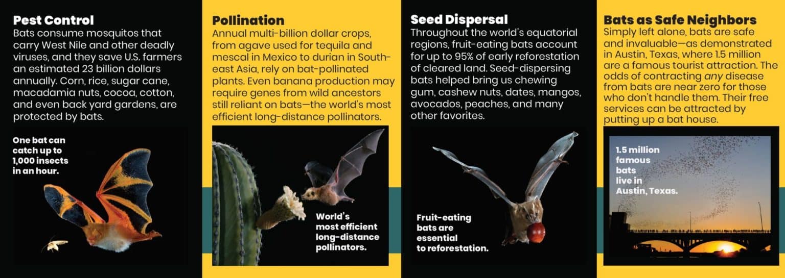 MTBC Brochures - Merlin Tuttle's Bat Conservation