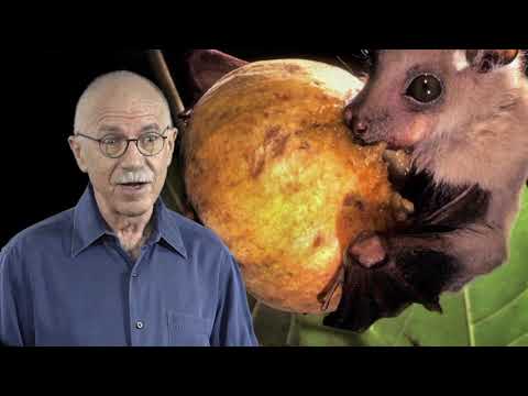 Home - Merlin Tuttle's Bat Conservation