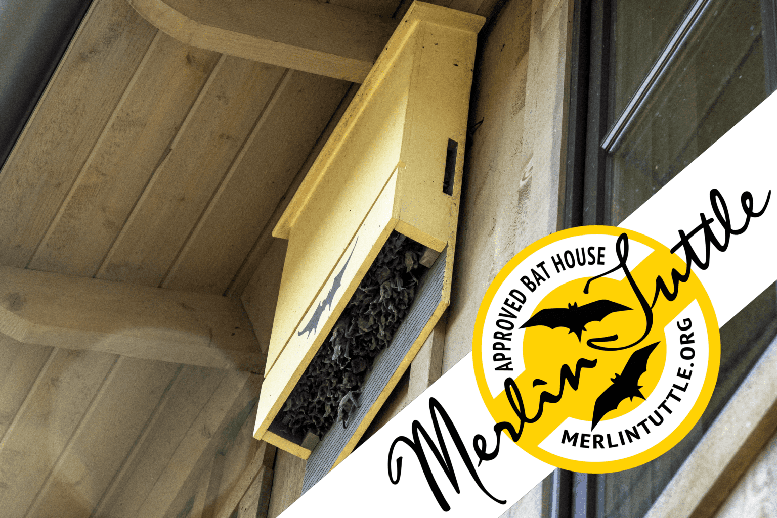 Home - Merlin Tuttle's Bat Conservation