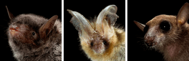 Home - Merlin Tuttle's Bat Conservation