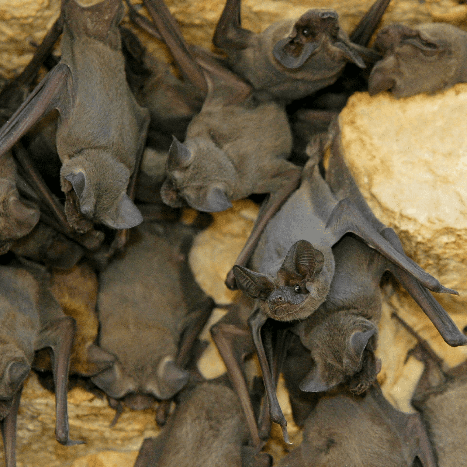 About Us - Merlin Tuttle's Bat Conservation