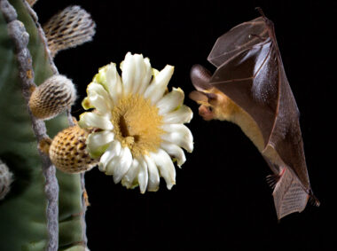 I Want To Help - Merlin Tuttle's Bat Conservation