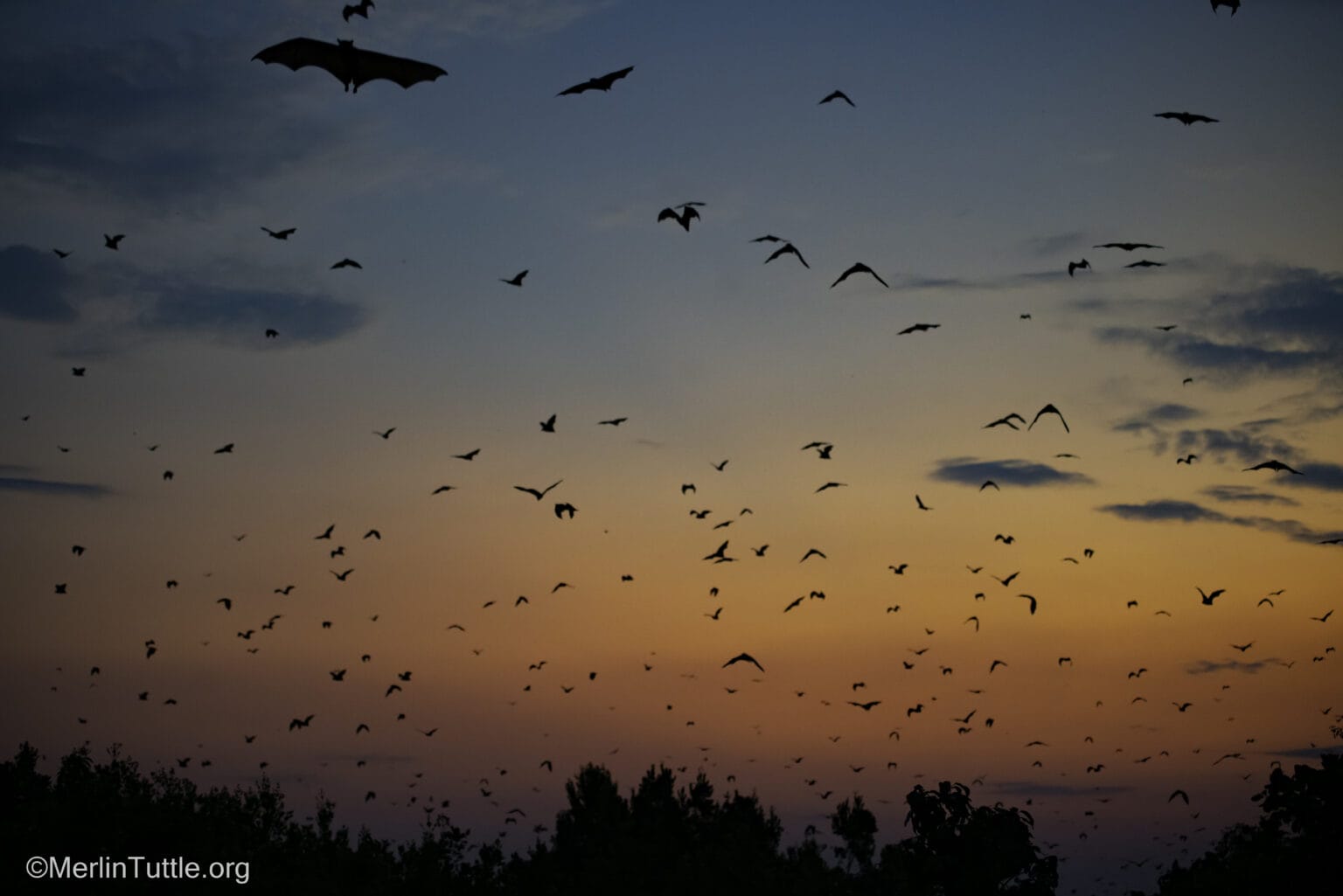 Blog - Merlin Tuttle's Bat Conservation