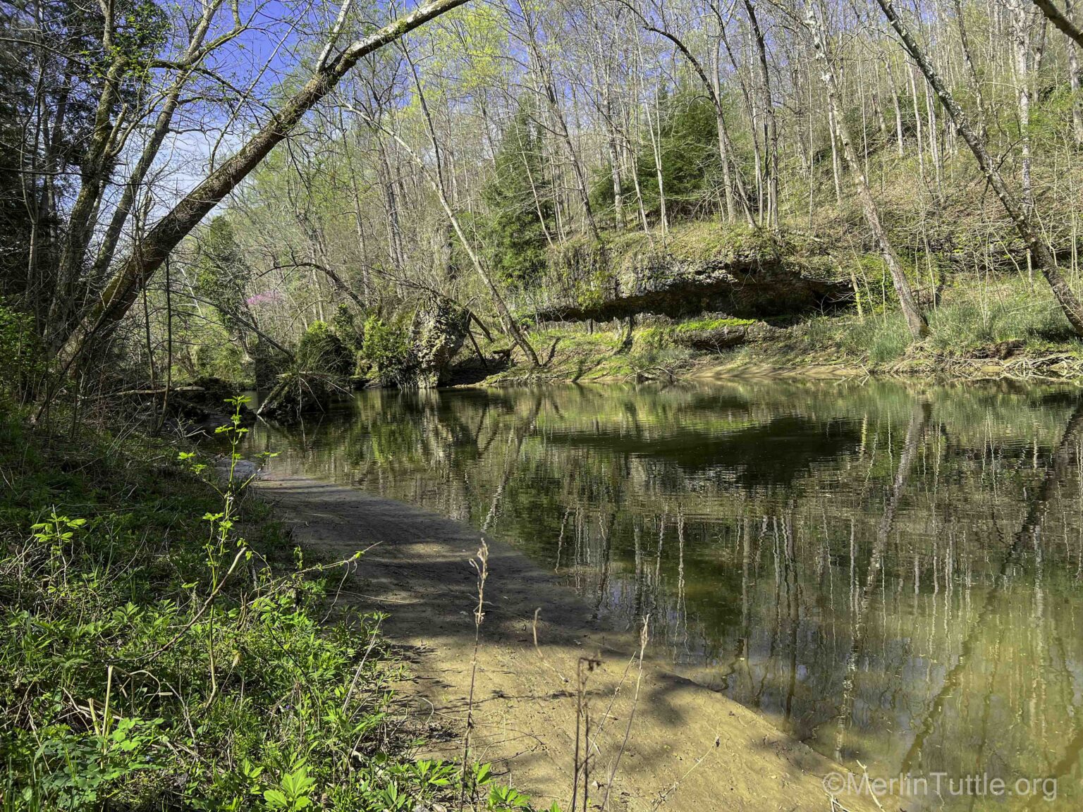 Arc of Appalachia Celebrates Bats - Merlin Tuttle's Bat Conservation