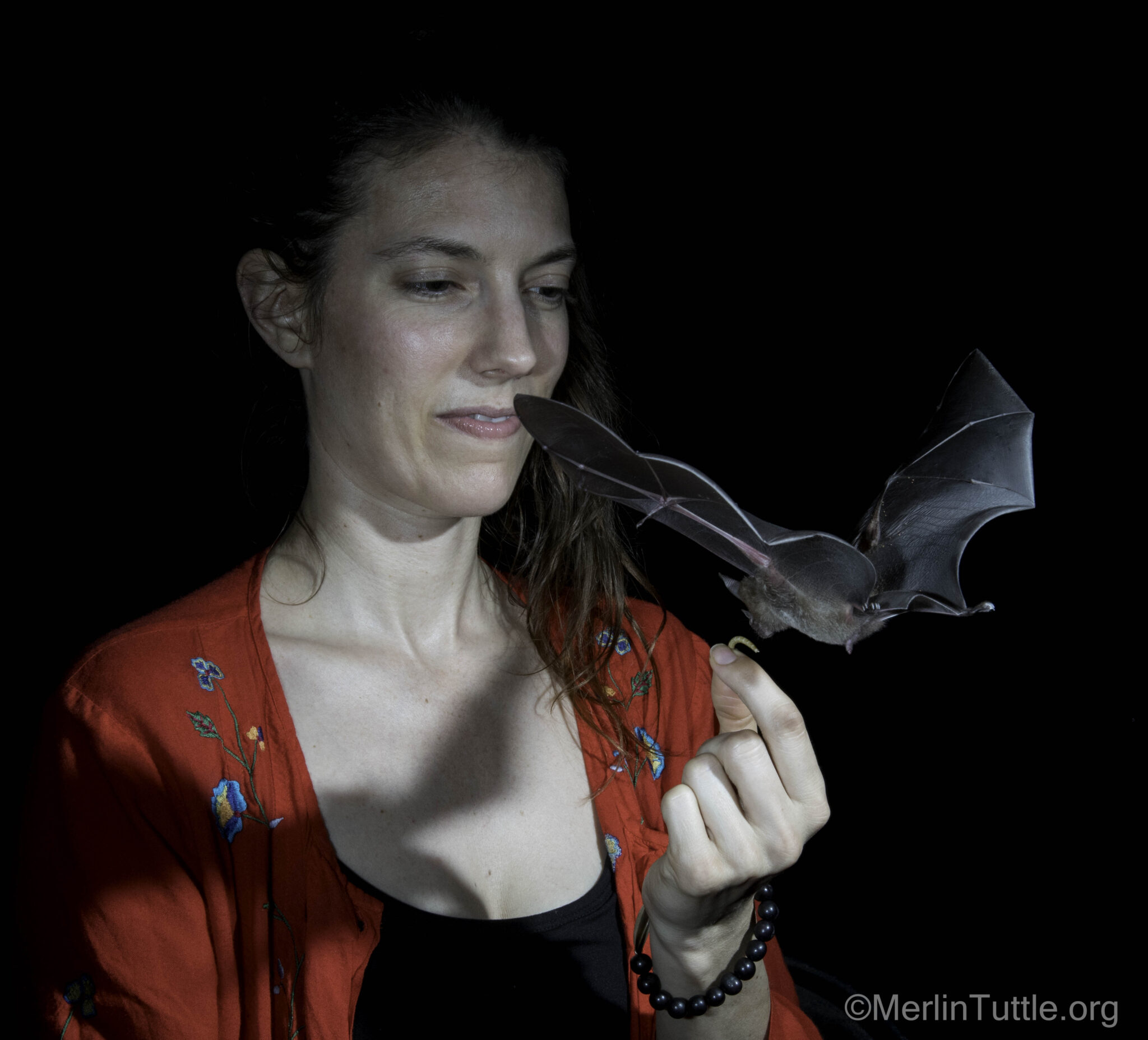 Bat Flash: Distorted Truth that Threatens Bats, People, and Science ...