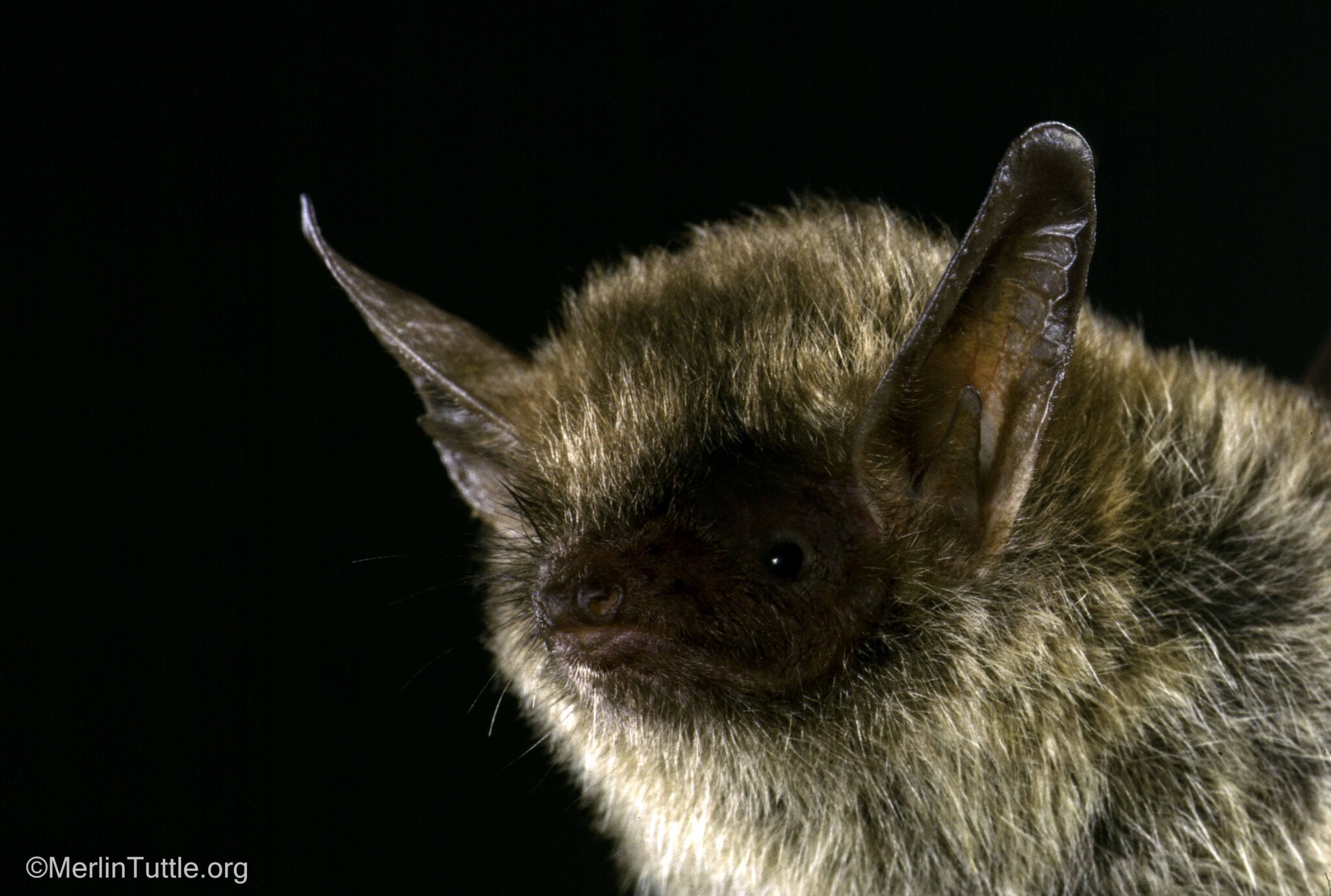 "Livin' the Dream" - Merlin Tuttle's Bat Conservation