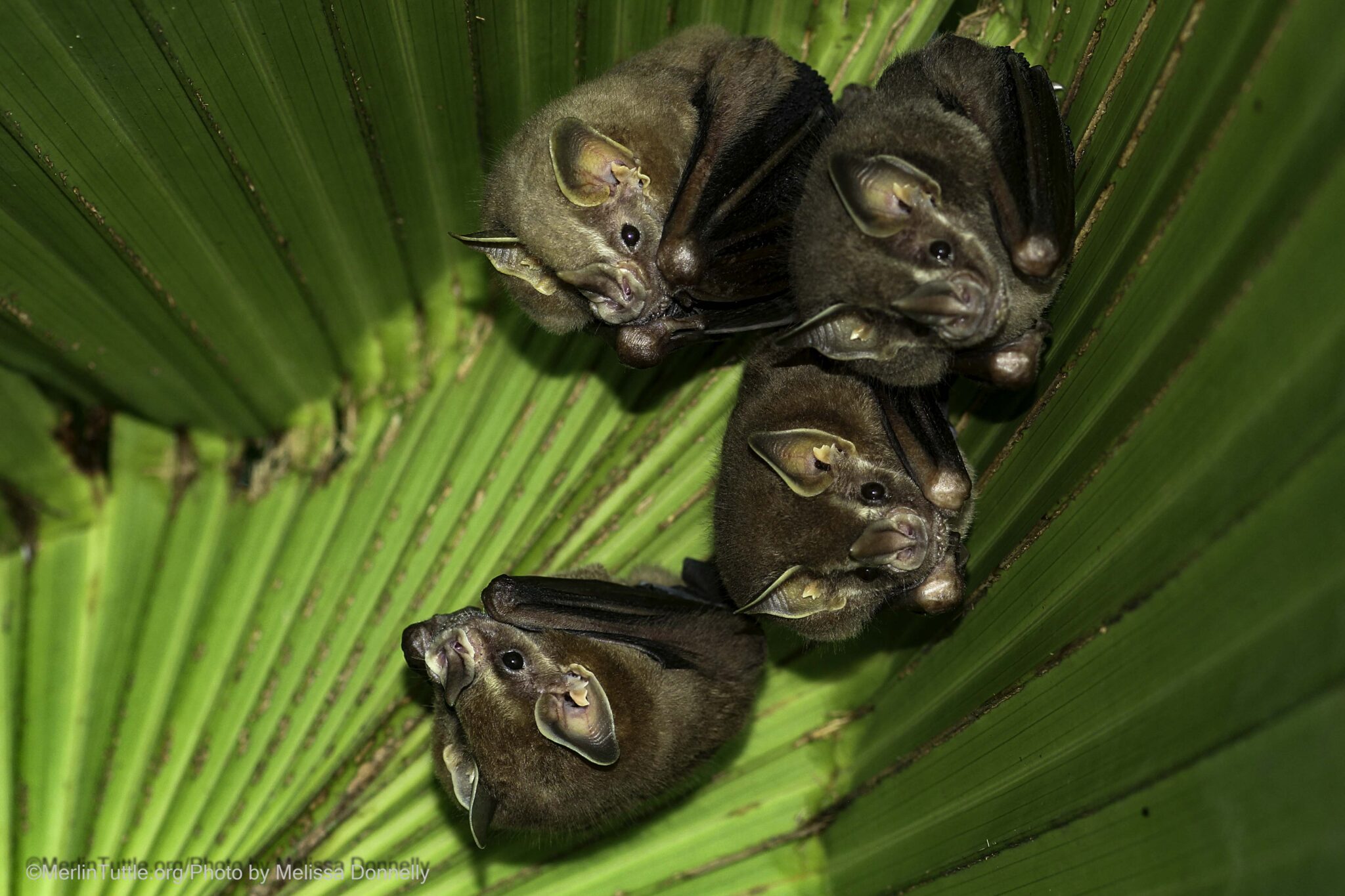 "Livin' the Dream" - Merlin Tuttle's Bat Conservation