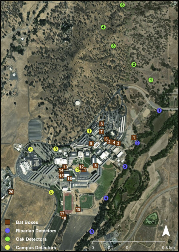 Battling the Heat: How Bats Adapt to Scorching Summers - Merlin Tuttle ...